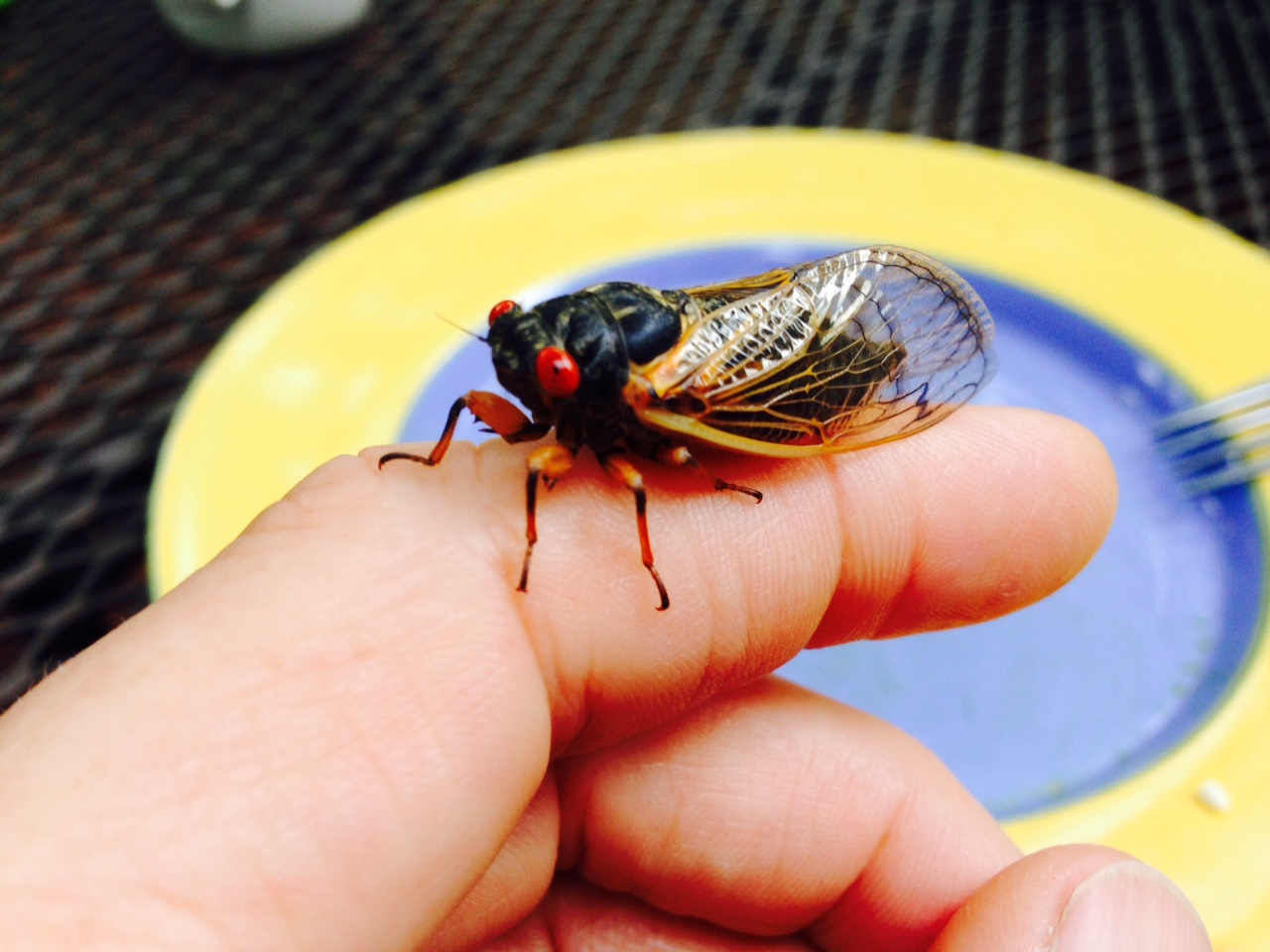 Photo gallery: Reader Submitted photos of the 17-year cicadas | News ...